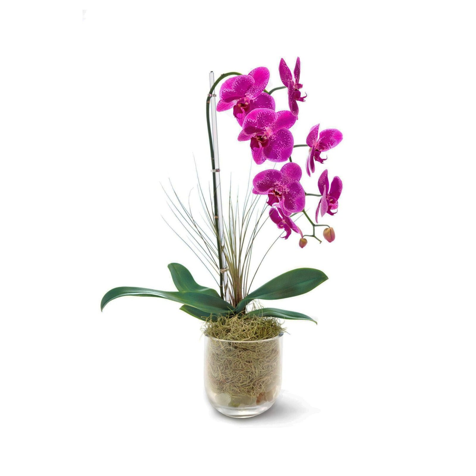 Carmen: Orchid Arrangement