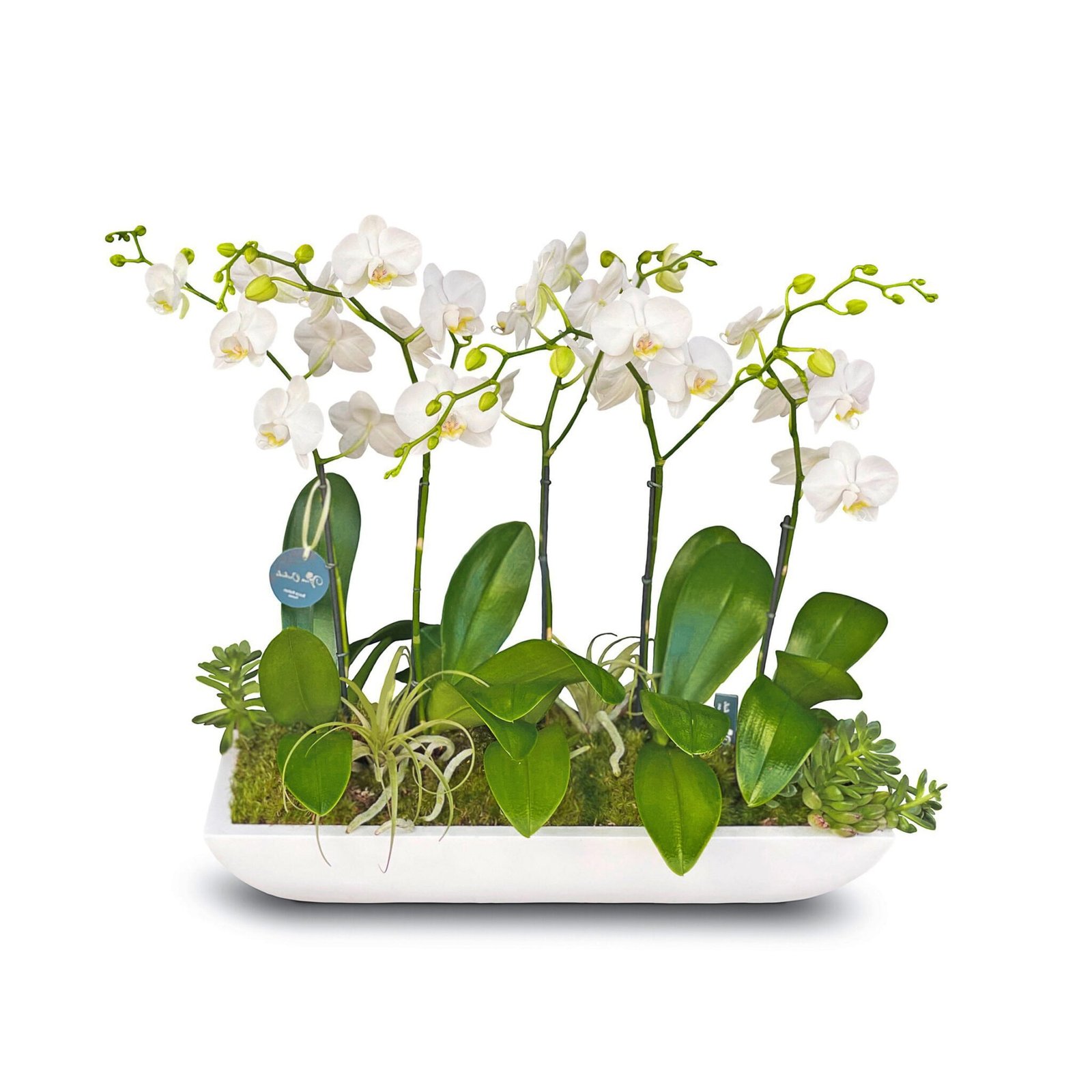 Mini Jungle: White Orchids - stunning Mini Orchis Composition