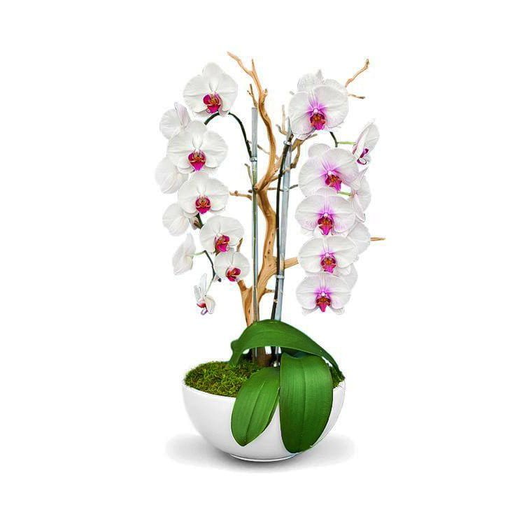 Orchids Fort Lauderdale | OFL Florist Same day Delivery