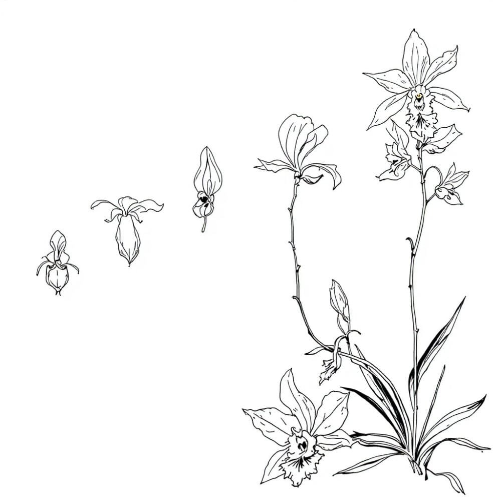 The Lifecycle of an Orchid: From Bud to Bloom