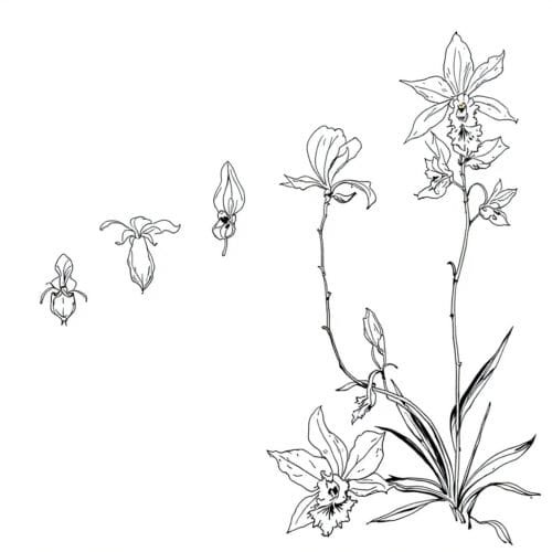 The Lifecycle of an Orchid: From Bud to Bloom