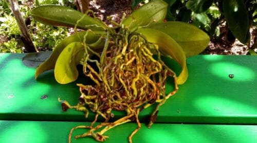 Understanding Orchid Roots: A Guide to Caring for Your Unique Plant